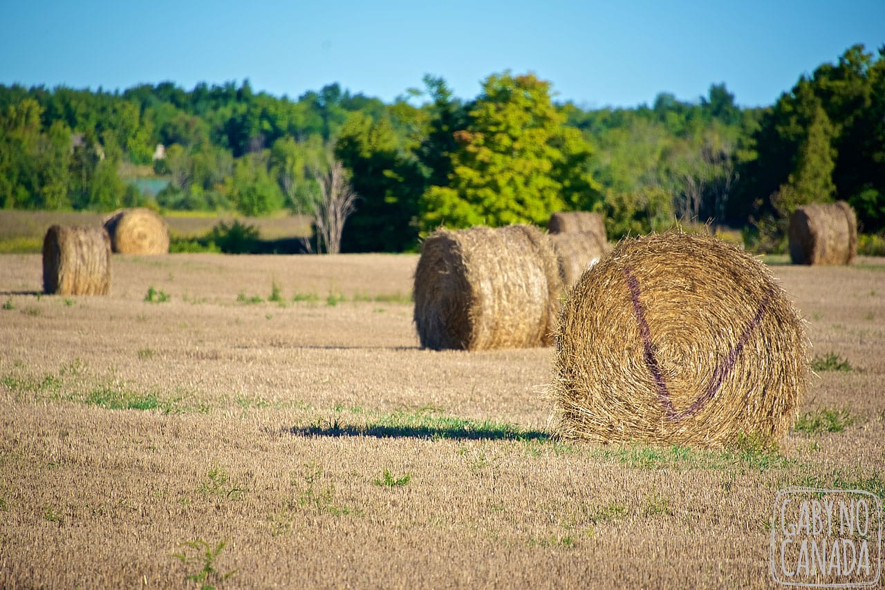 O lado rural de Toronto - Gaby no Canadá